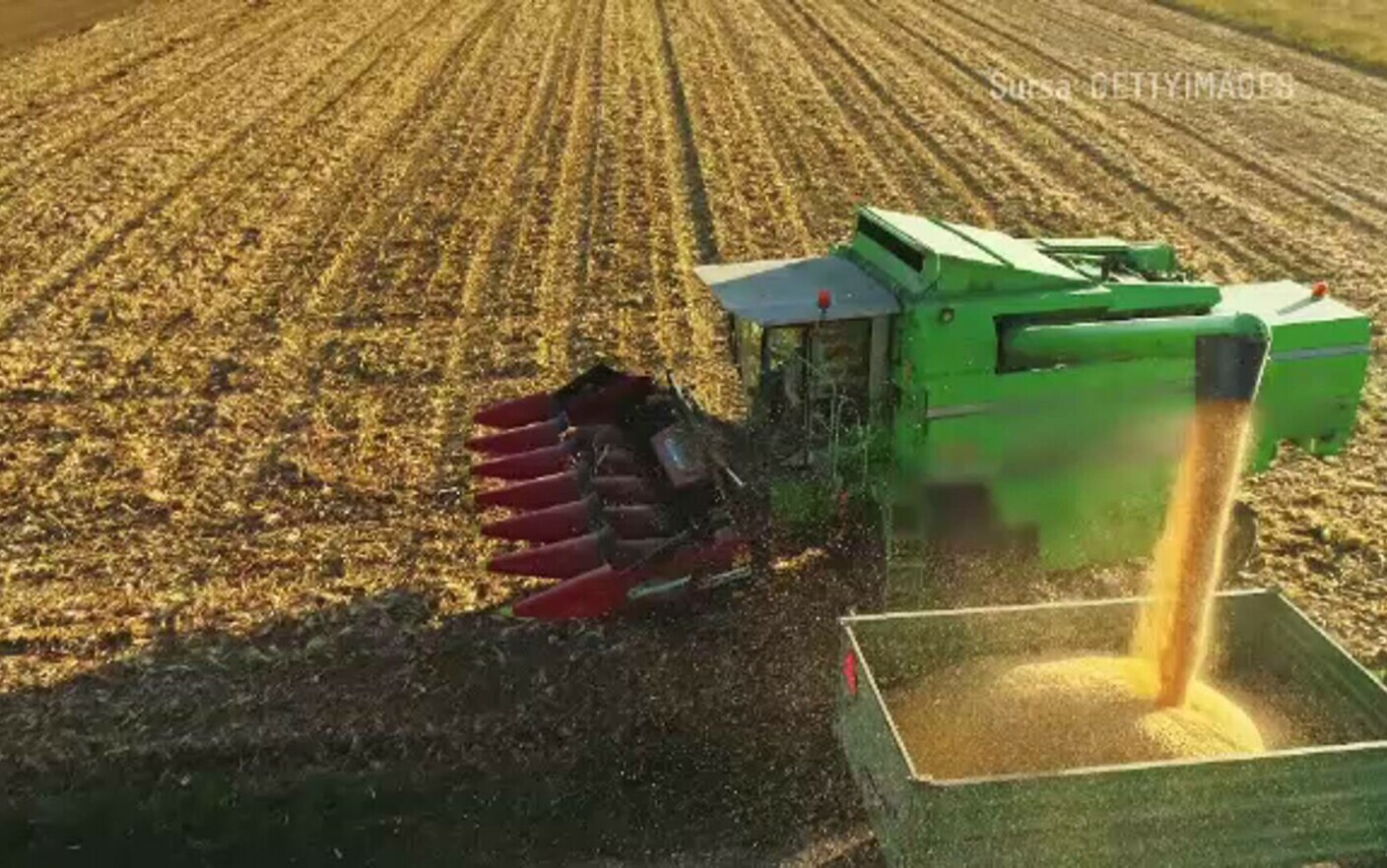 Seceta a înjumătățit recolta de porumb a României. Cât mălai consumă un ...