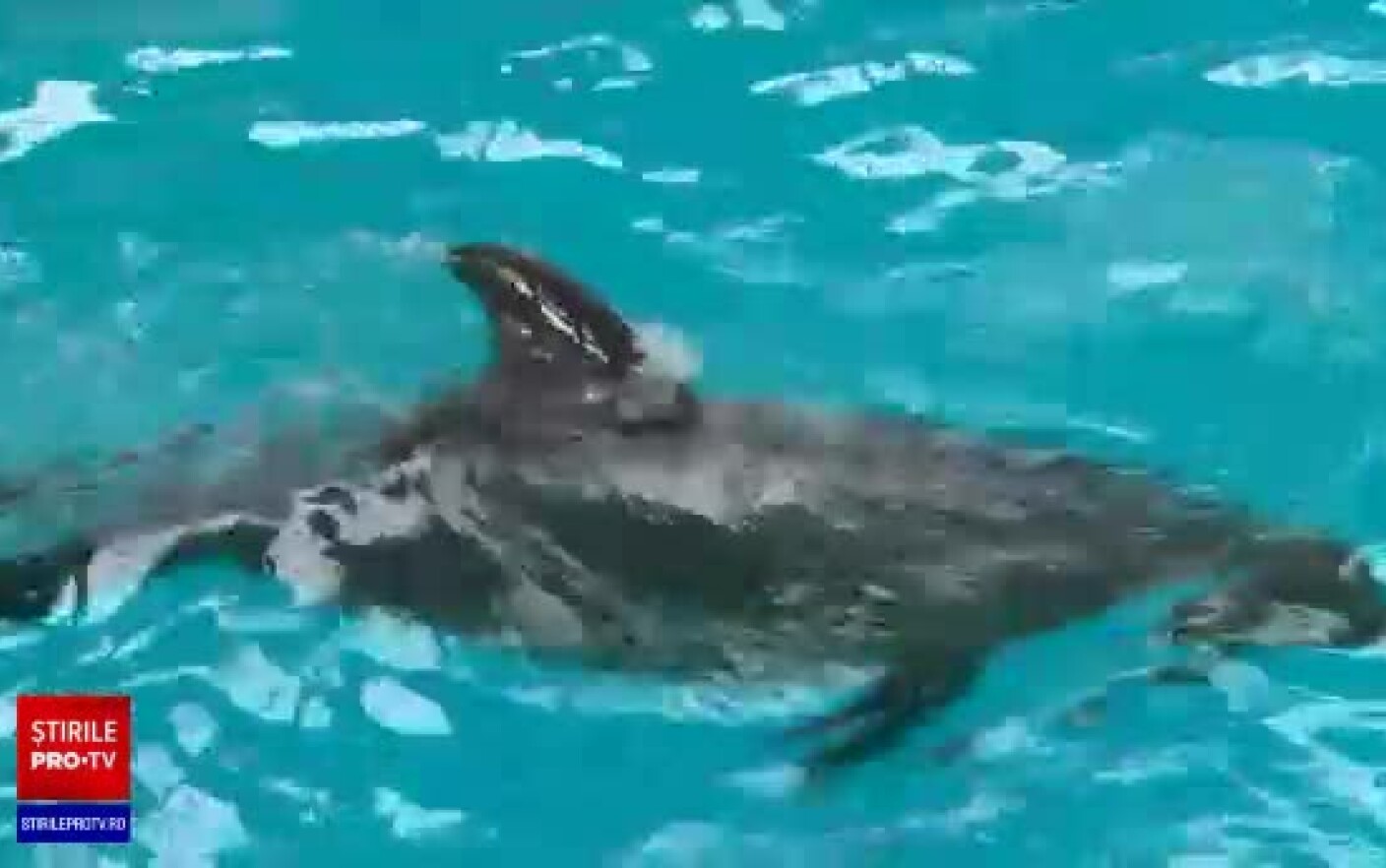 Video - Primul pui de delfin născut în captivitate, așteptat la ...