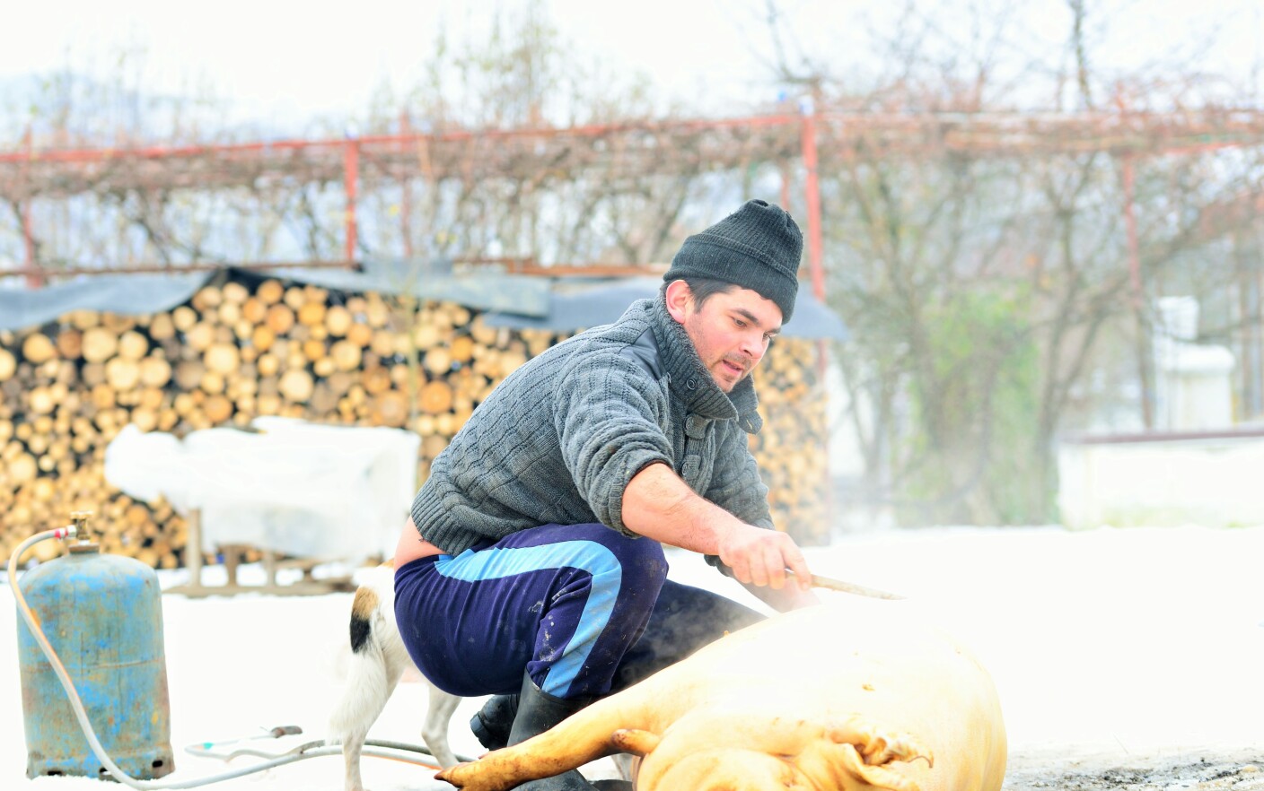 Când este Ignatul. Tradiții și obiceiuri în ziua în care sunt ...