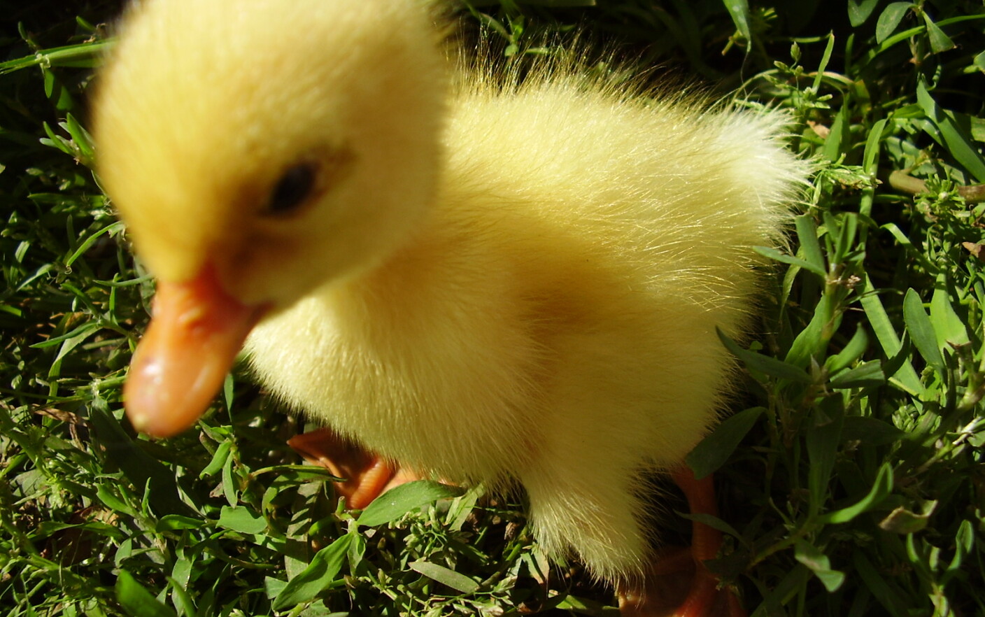 Un baietel paralizat a inceput sa mearga datorita unui boboc de rata ...
