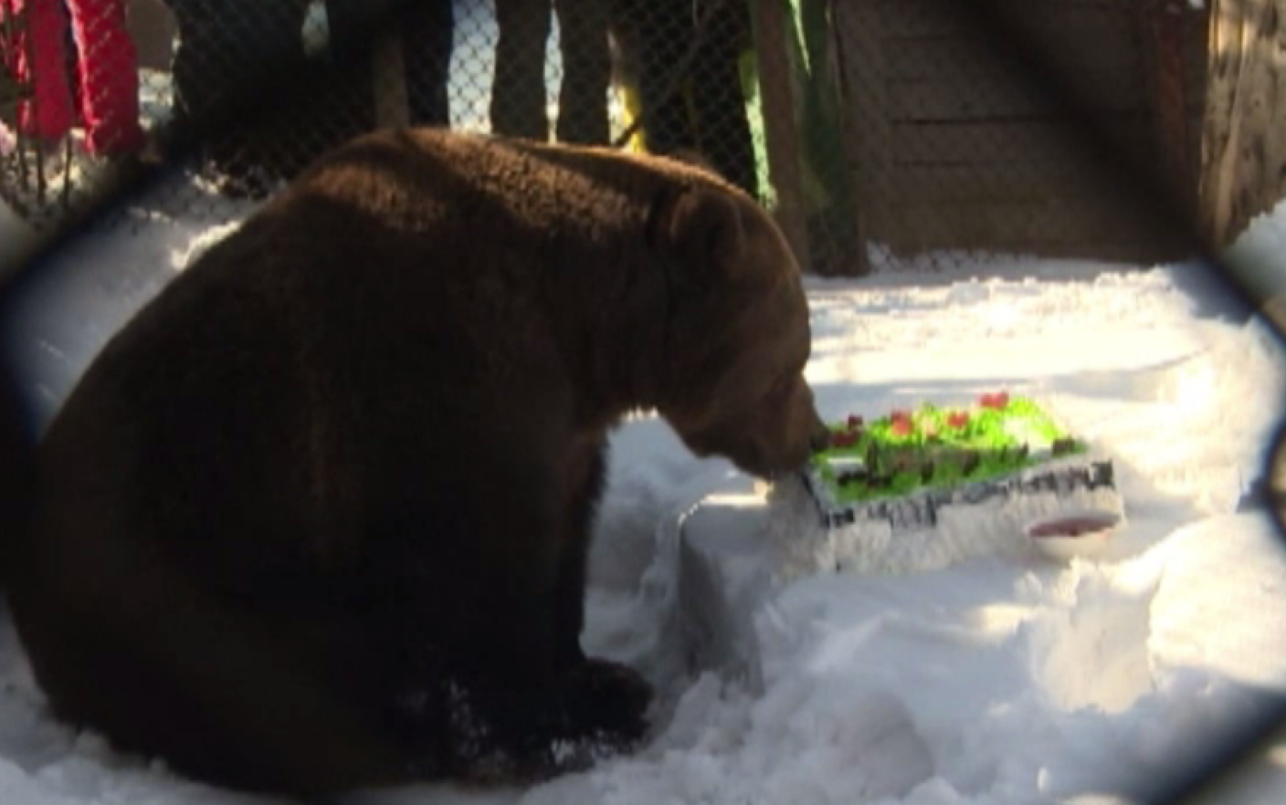 Ursul Baloo, adoptat de cabanierii din stațiunea Straja, a împlinit 18 ...