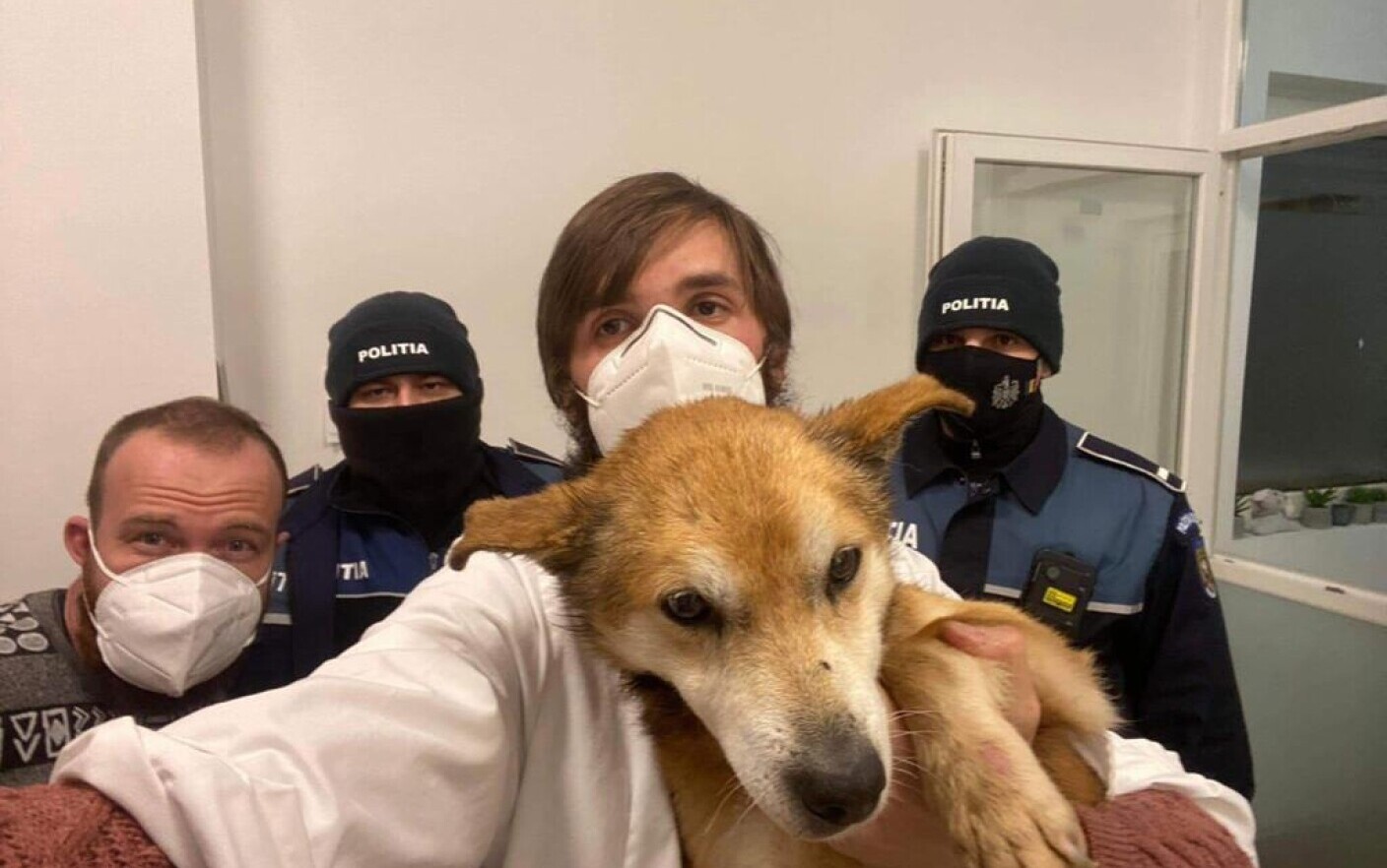 Câine bătrân și bolnav abandonat pe un ger cumplit, salvat de la moarte ...