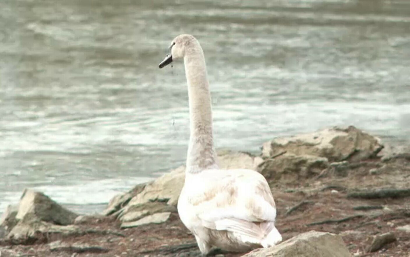 Un pui de lebădă cu un cârlig de pescuit prins în cioc a fost salvat de ...