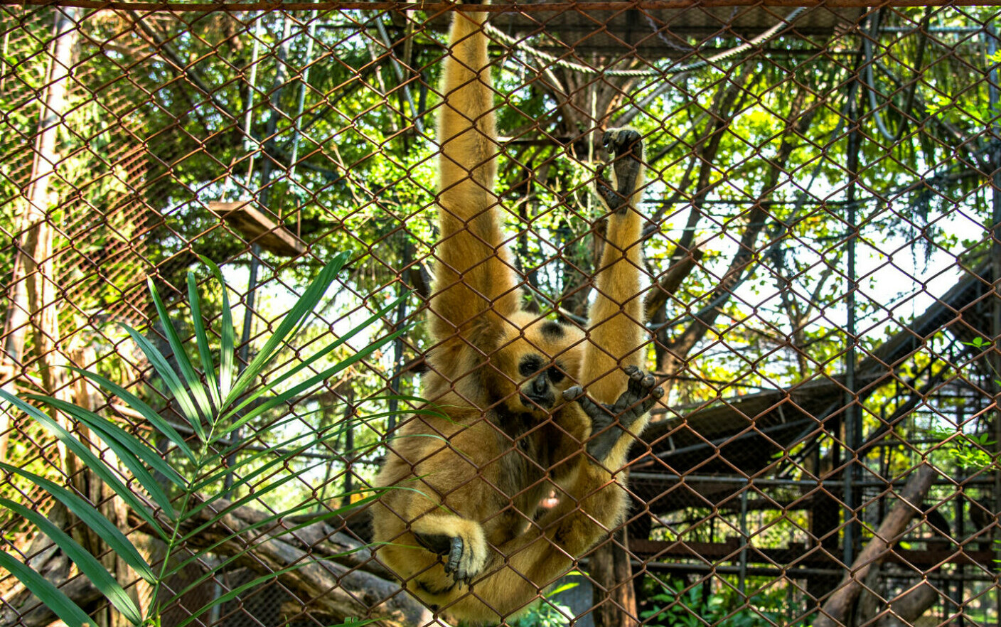 O maimuță închisă singură în cușcă a născut un pui. Explicația ...