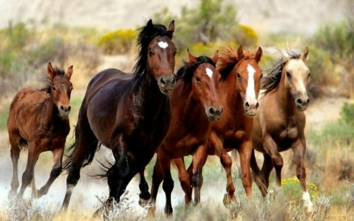 Caii din Delta Dunării vor fi microcipați. Autorităţile spun că ...