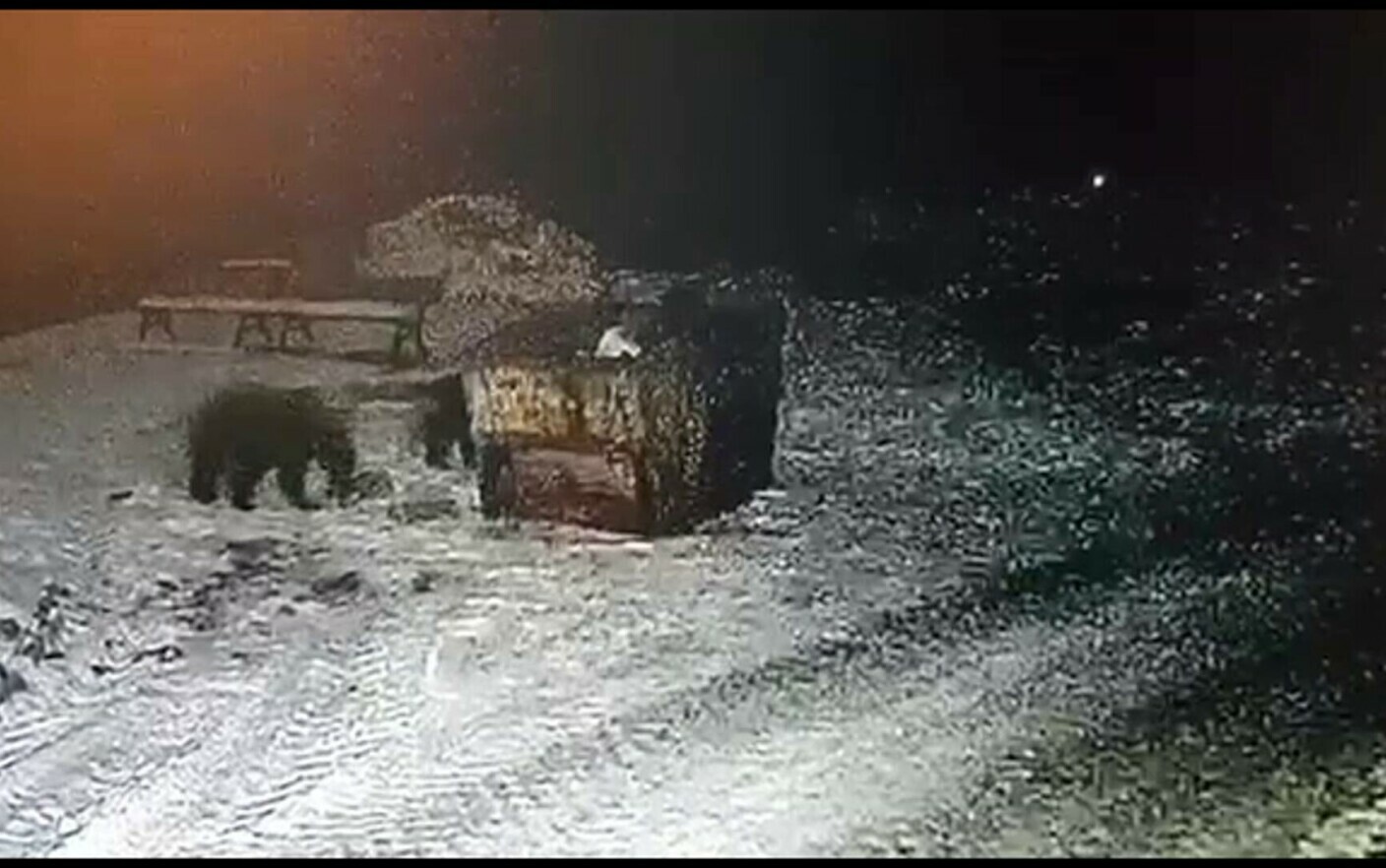 Familia de urși care a „vizitat” la începutul săptămânii Grădina ...