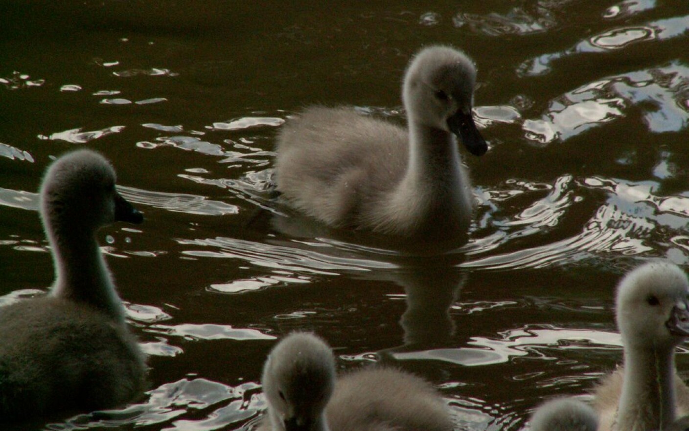 Aproape inghetat, un pui de lebada si-a gasit un adapost printre ...