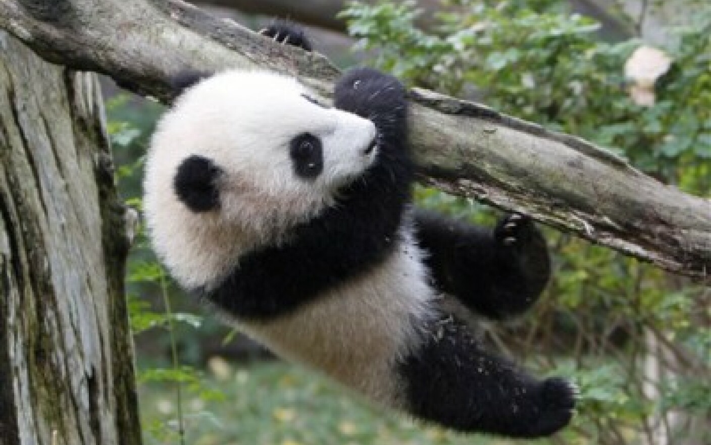 Un pui de panda, vedeta la Gradina Zoologica din San Diego ...