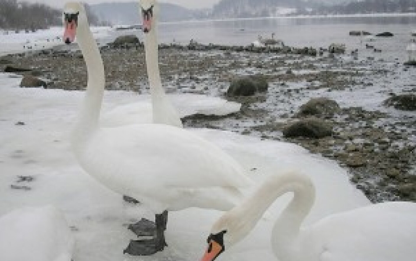 Lebedele din Lituania nu se mai pot hrani, pentru ca au ciocurile ...
