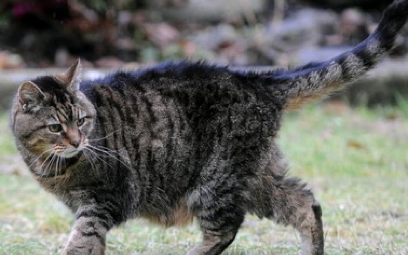 Cea mai batrana pisica! Are 172 de ani - Stirileprotv.ro