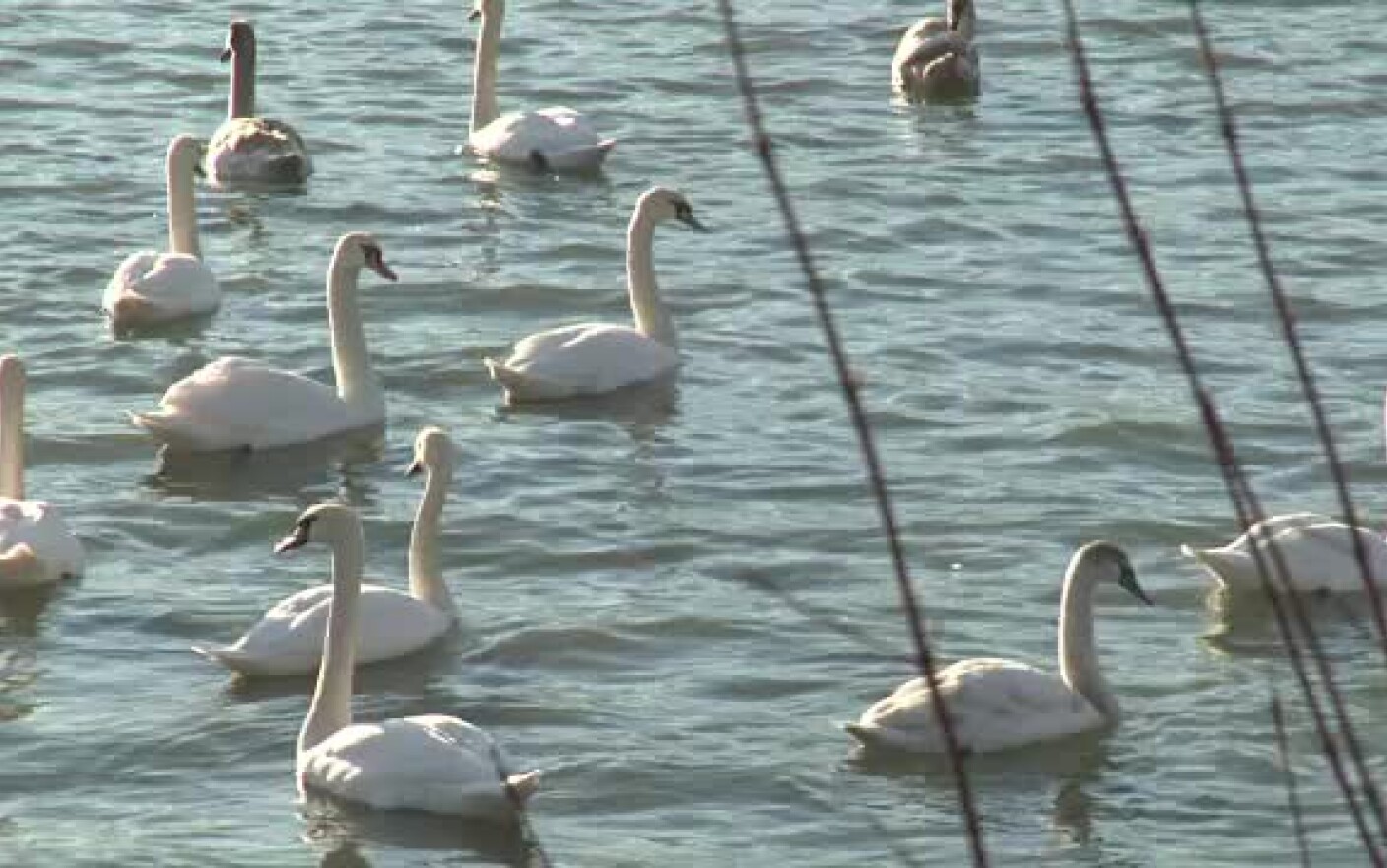 Spectacol uimitor pe un lac din judetul Neamt. Sute de lebede, rate ...