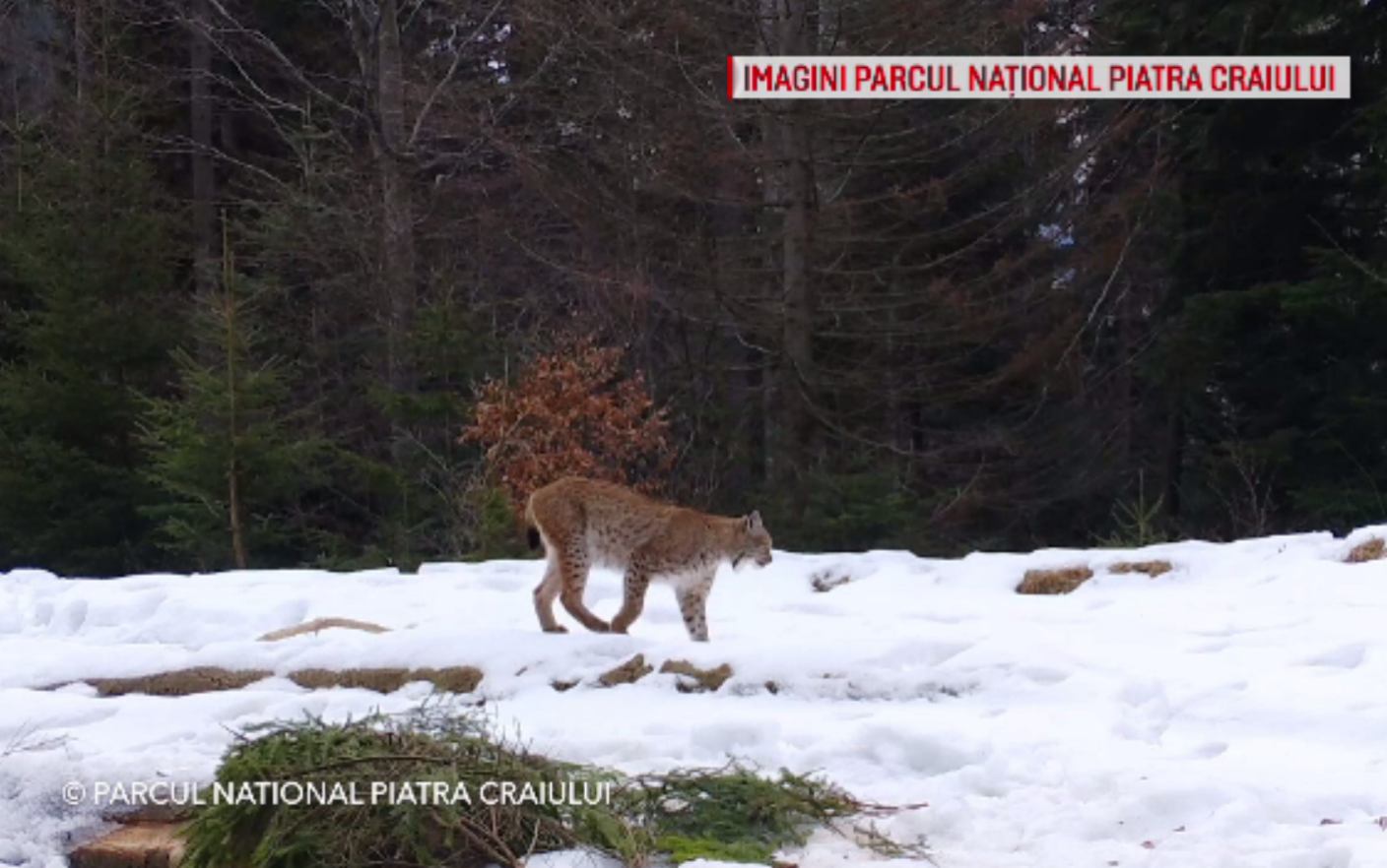 Imagini rare cu un râs, în Parcul Naţional Piatra Craiului. Prima ...