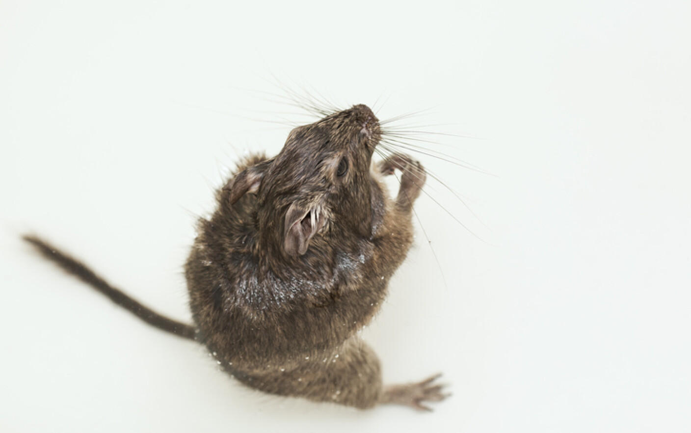 Un șoricel care se ”spală ca un om” a cucerit internetul. VIDEO ...