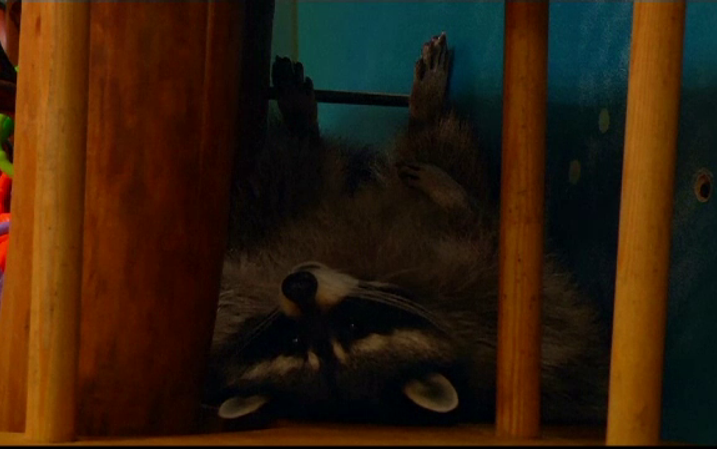 Afacerea cu ratoni a unei rusoaice. Câștigă 45 de dolari pe oră ...