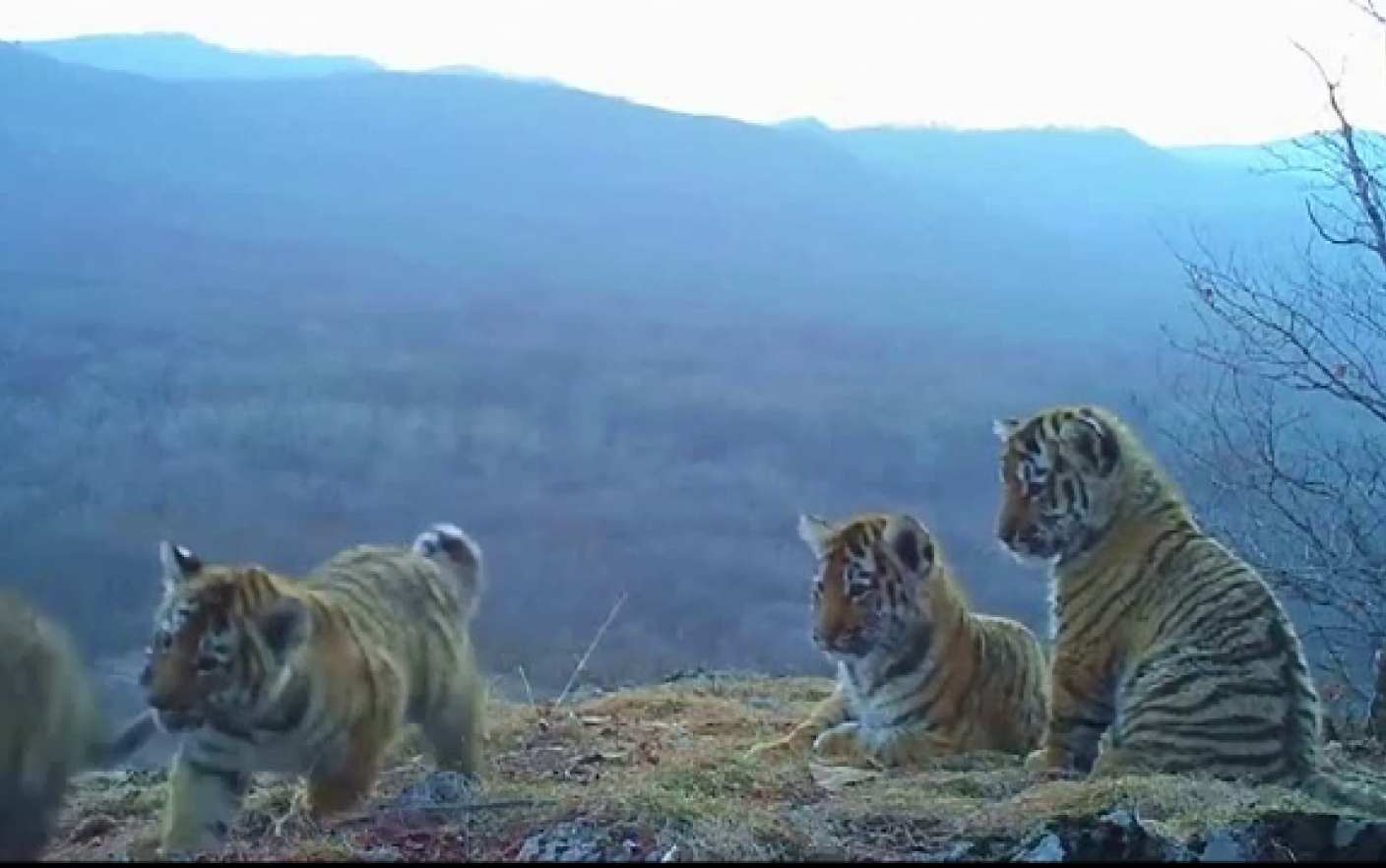 Imagini rare cu patru pui de tigru siberian. Cum au fost surprinsi ...