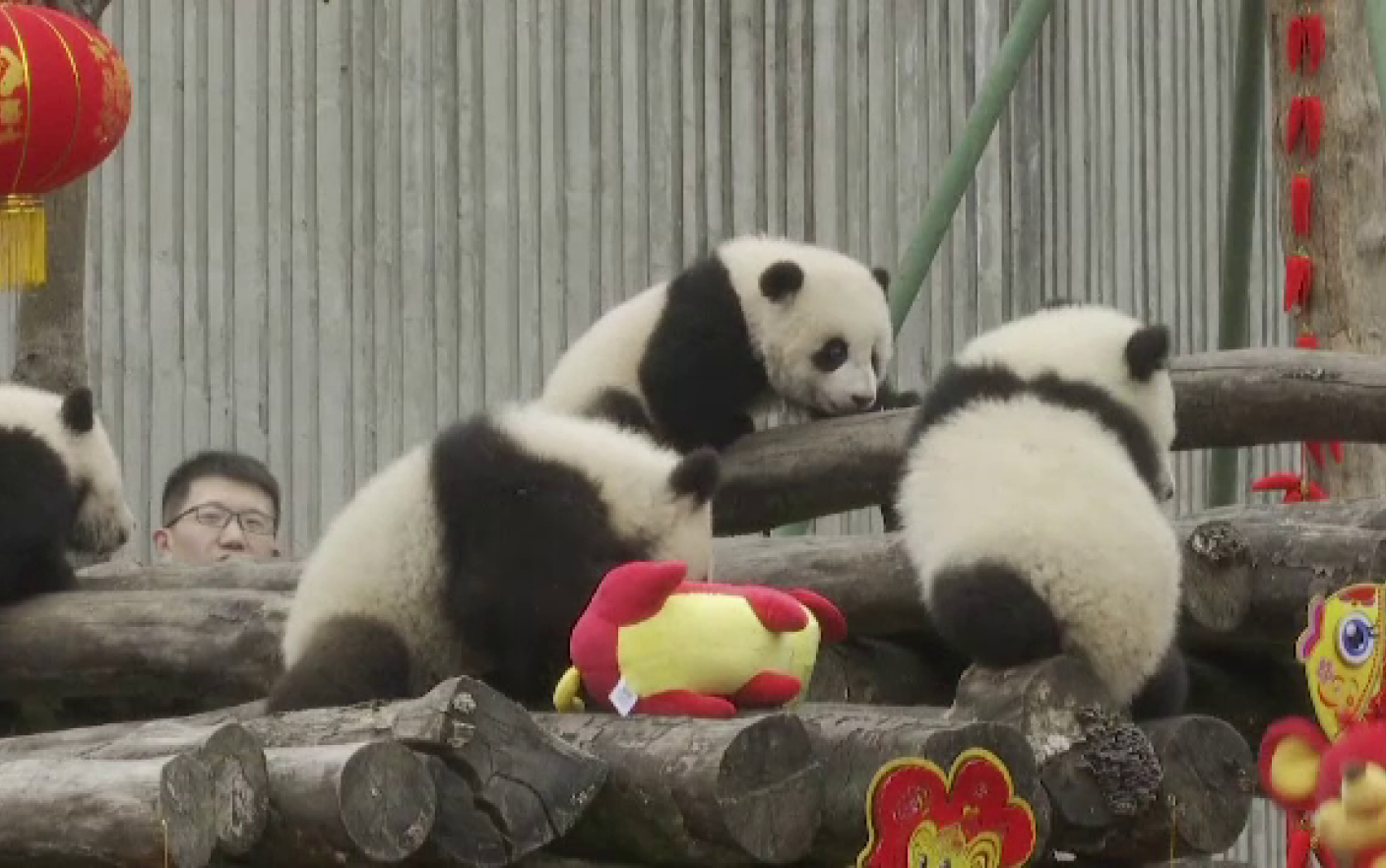 Imagini emoționante. Cum au fost primiți 20 de pui de panda la debutul ...