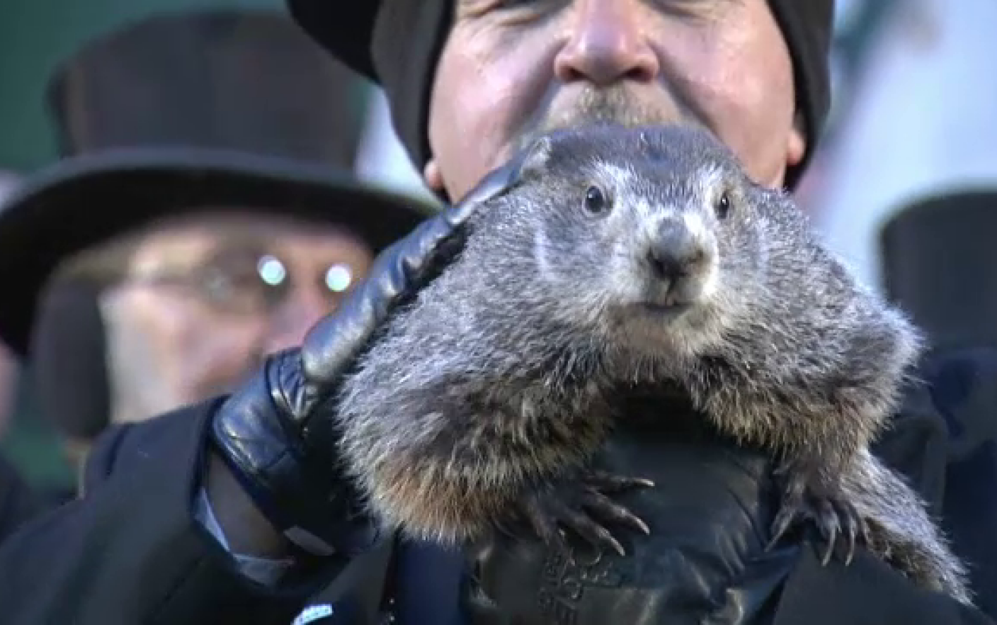 Cine este Phill, hârciogul vedetă care ar putea fi înlocuit cu un robot ...
