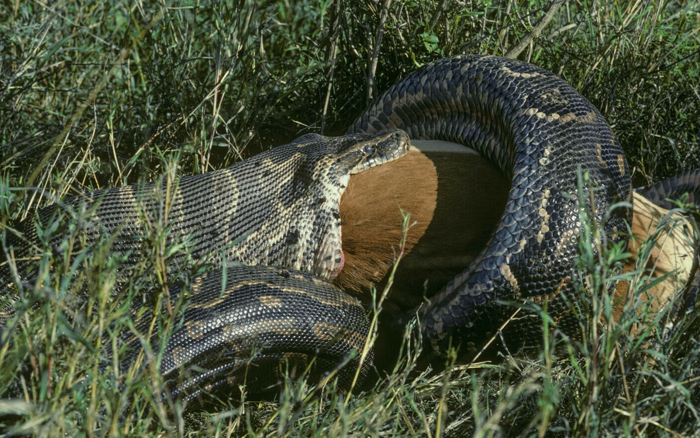 VIDEO Imagini incredibile cu un piton care înghite o antilopă întreagă ...