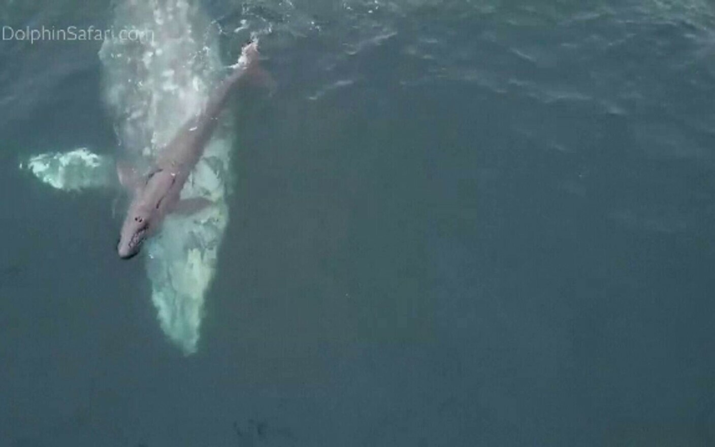 Experiență unică pentru un grup de turiști. O balenă cenușie a dat ...