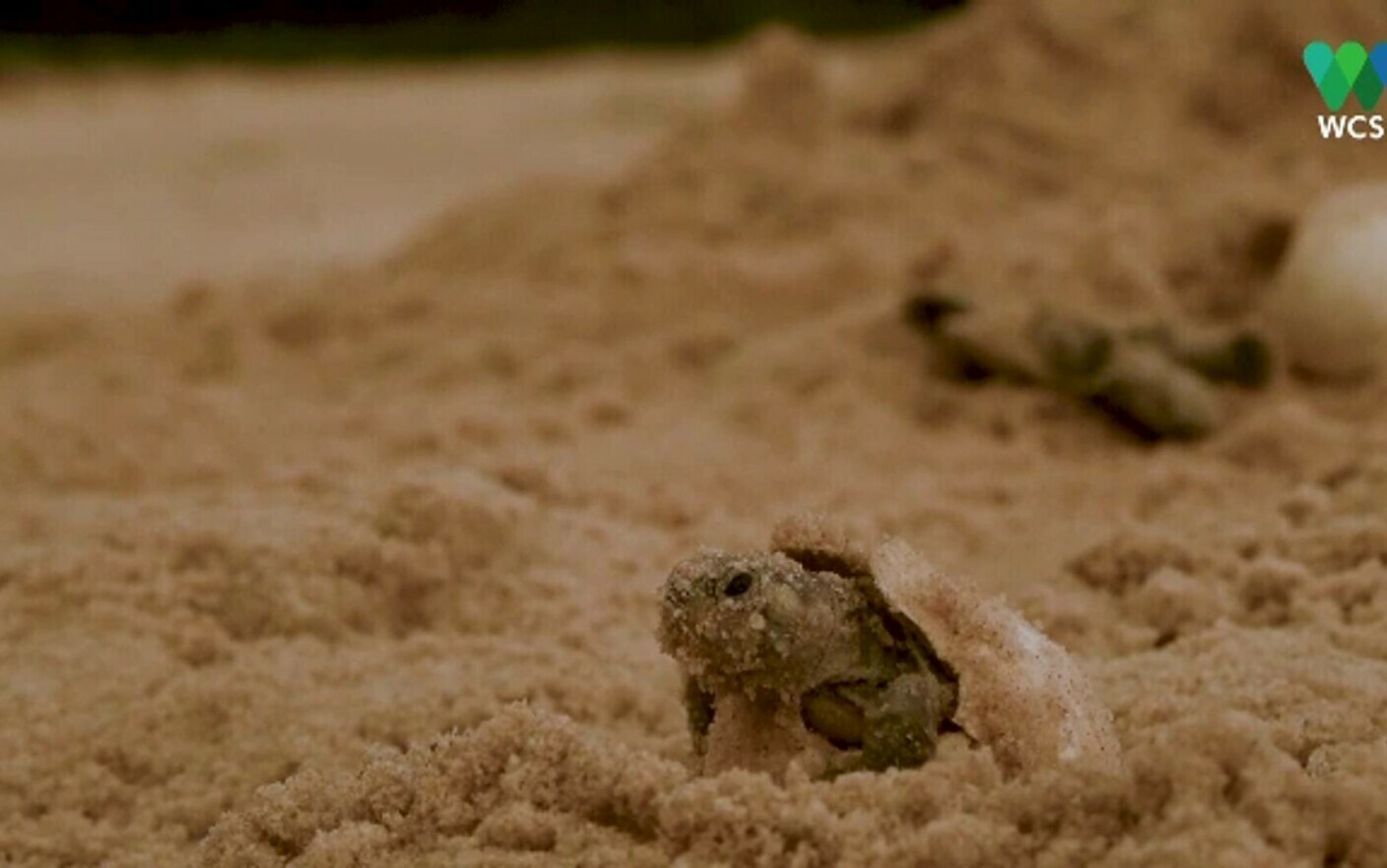 Imagini rare cu cea mai mare adunare de broaște țestoase din întreaga ...