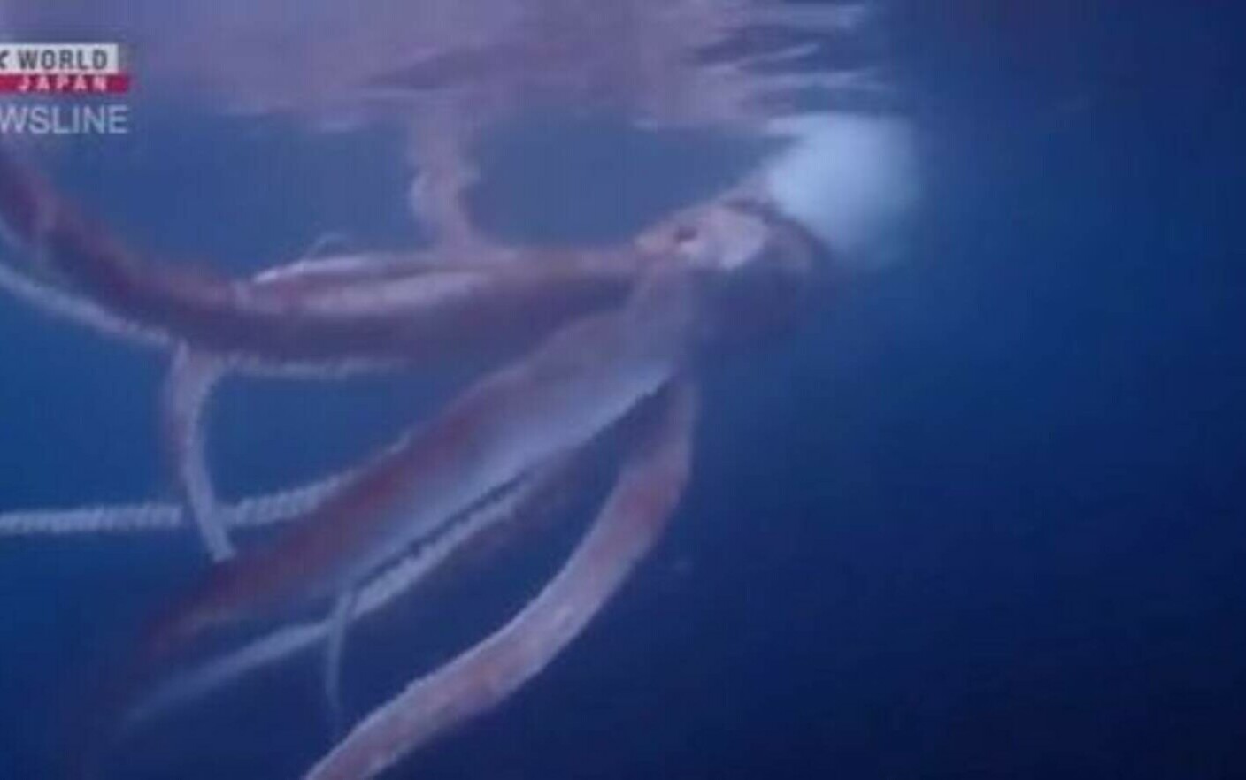 Un cuplu s-a întâlnit față în față cu un calmar uriaș de peste doi metri în timp ce înotau ...