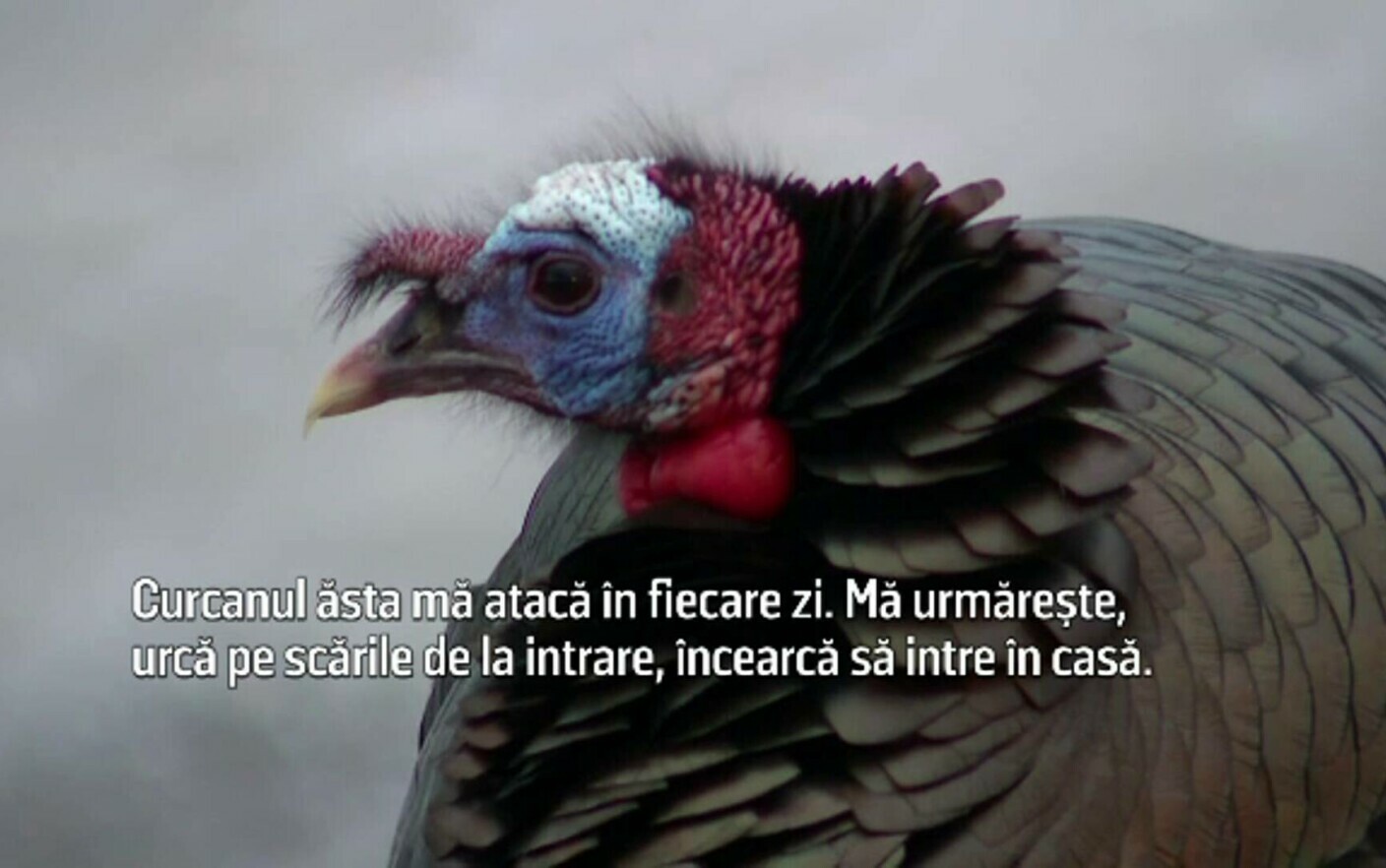 Un curcan terorizează de ceva vreme un întreg cartier, oamenii sunt ...