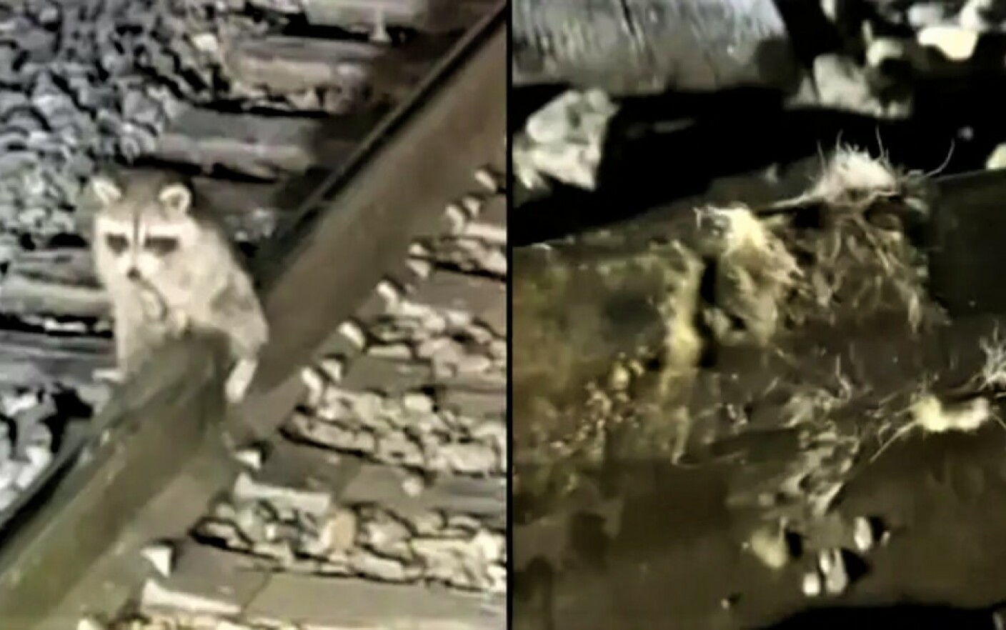 Gerul din SUA face ravagii printre animale. Un raton a rămas cu ...