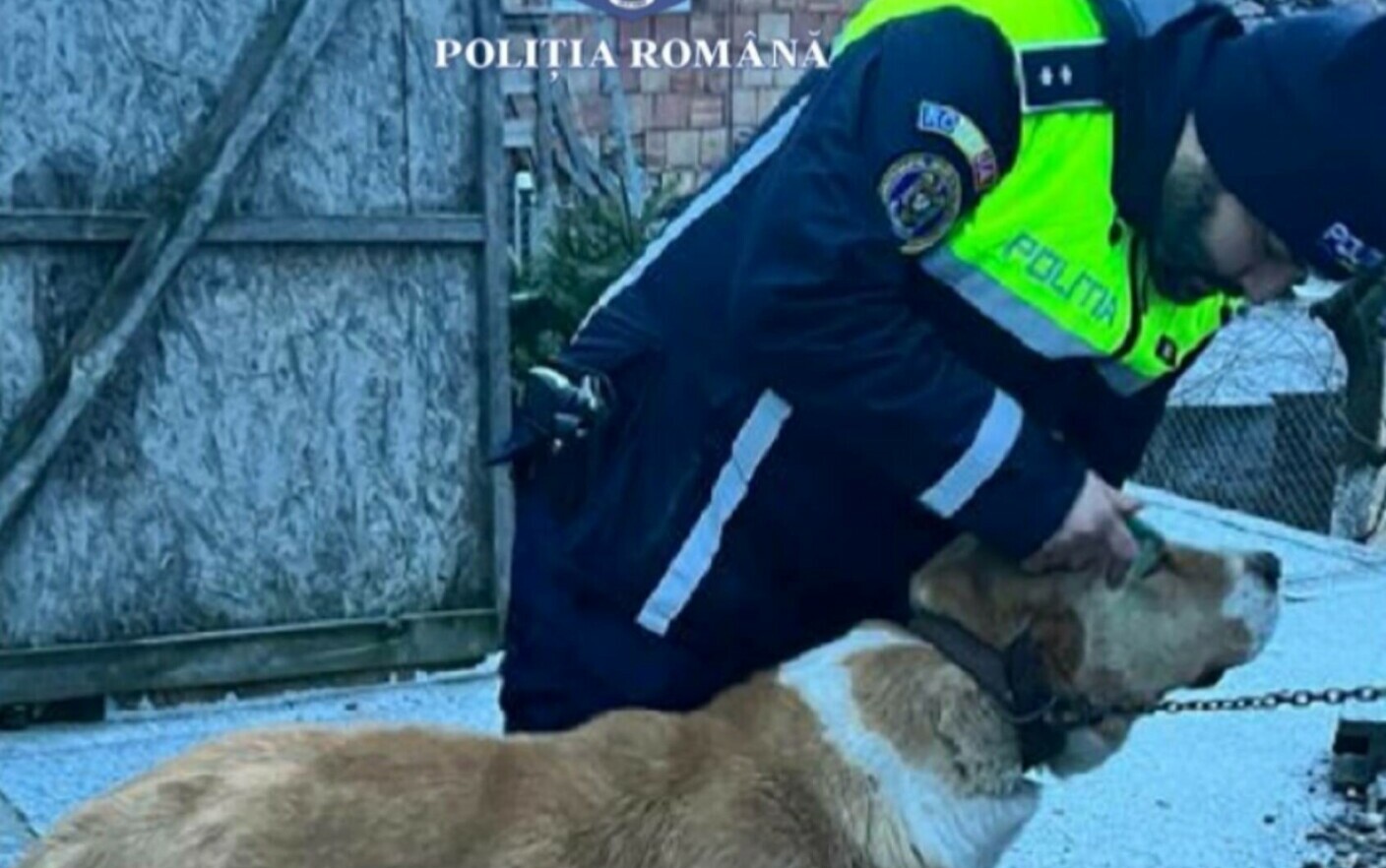 Amenda primită de un bărbat din Mureș care organiza lupte între câini ...