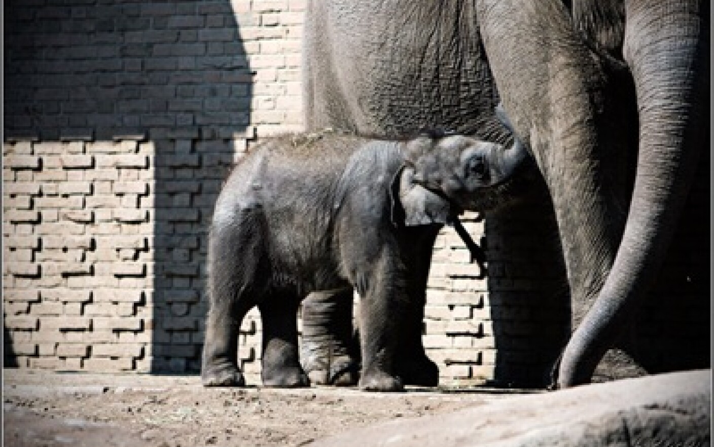 Pui de elefant asiatic, nascut in captivitate! - Stirileprotv.ro