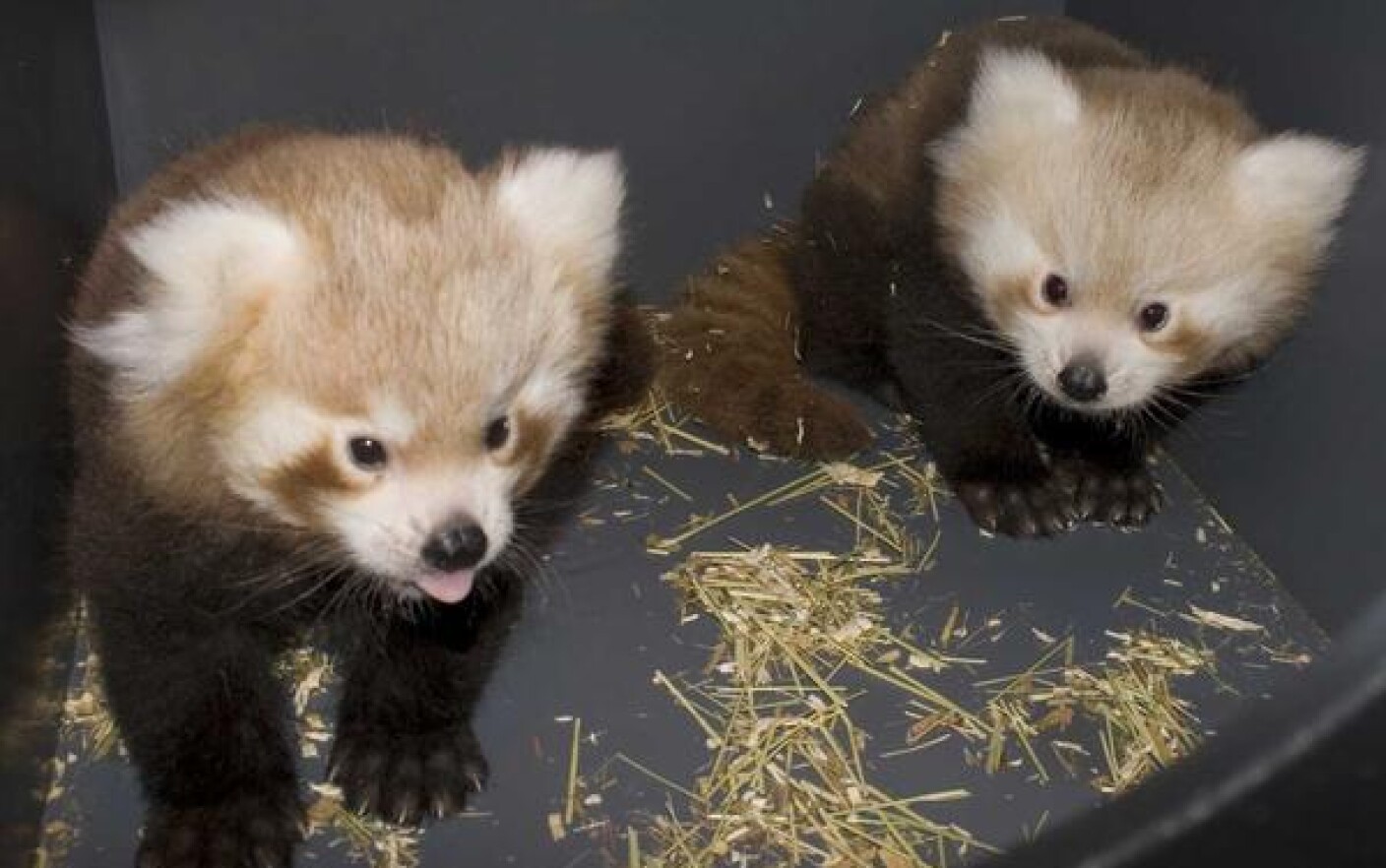 Doi pui de panda rosu, crescuti de o catea! - Stirileprotv.ro