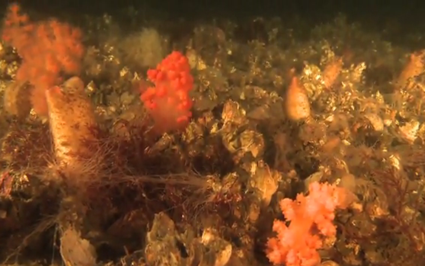 Gheata arctica ascunde o uimitoare lume subacvatica! Vezi VIDEO ...