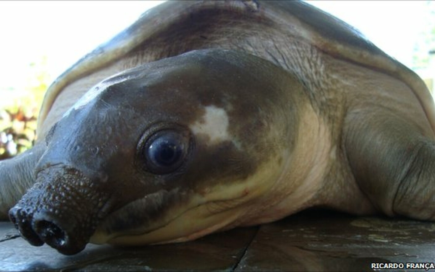 Broastele cu nas, pe cale de disparitie. Ce caracteristici le fac unice ...