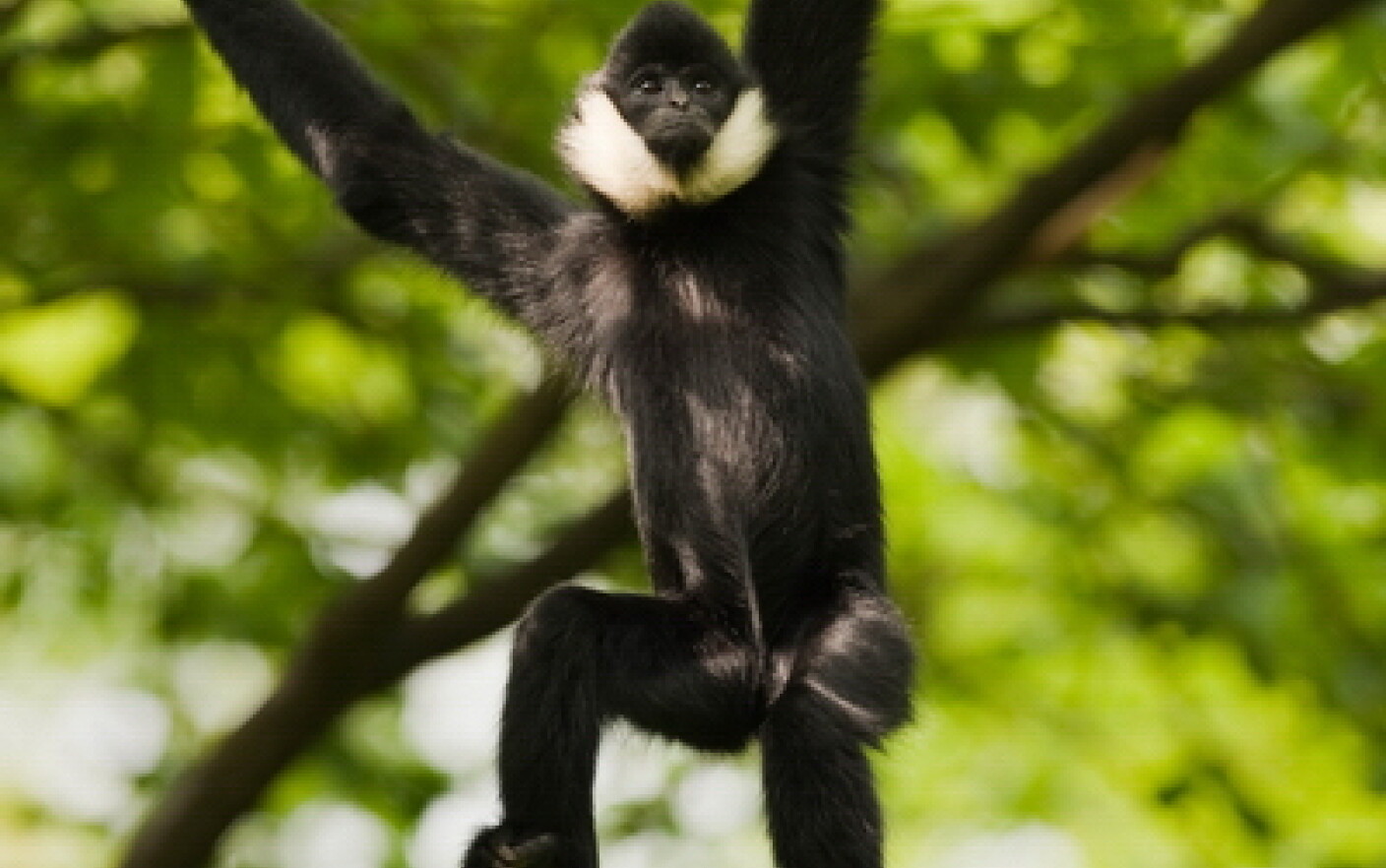 Cercetatorii au descoperit o maimuta considerata disparuta: "gibonul cu ...