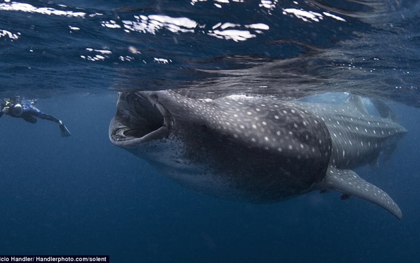 Imaginile care iti taie respiratia. Momentul in care un cameraman era ...