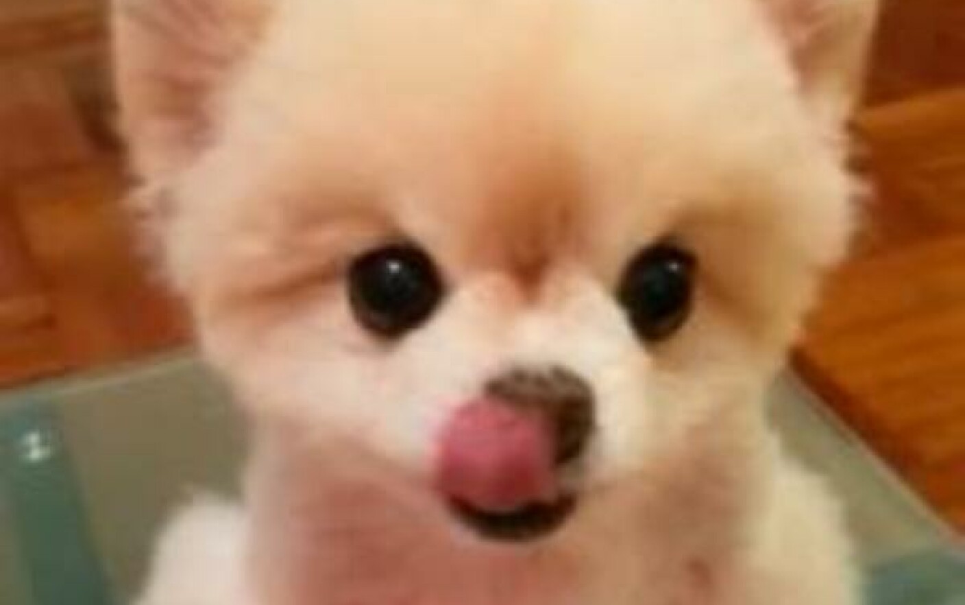 Catelul care a devenit vedeta pe internet, dupa ce a descoperit una ...