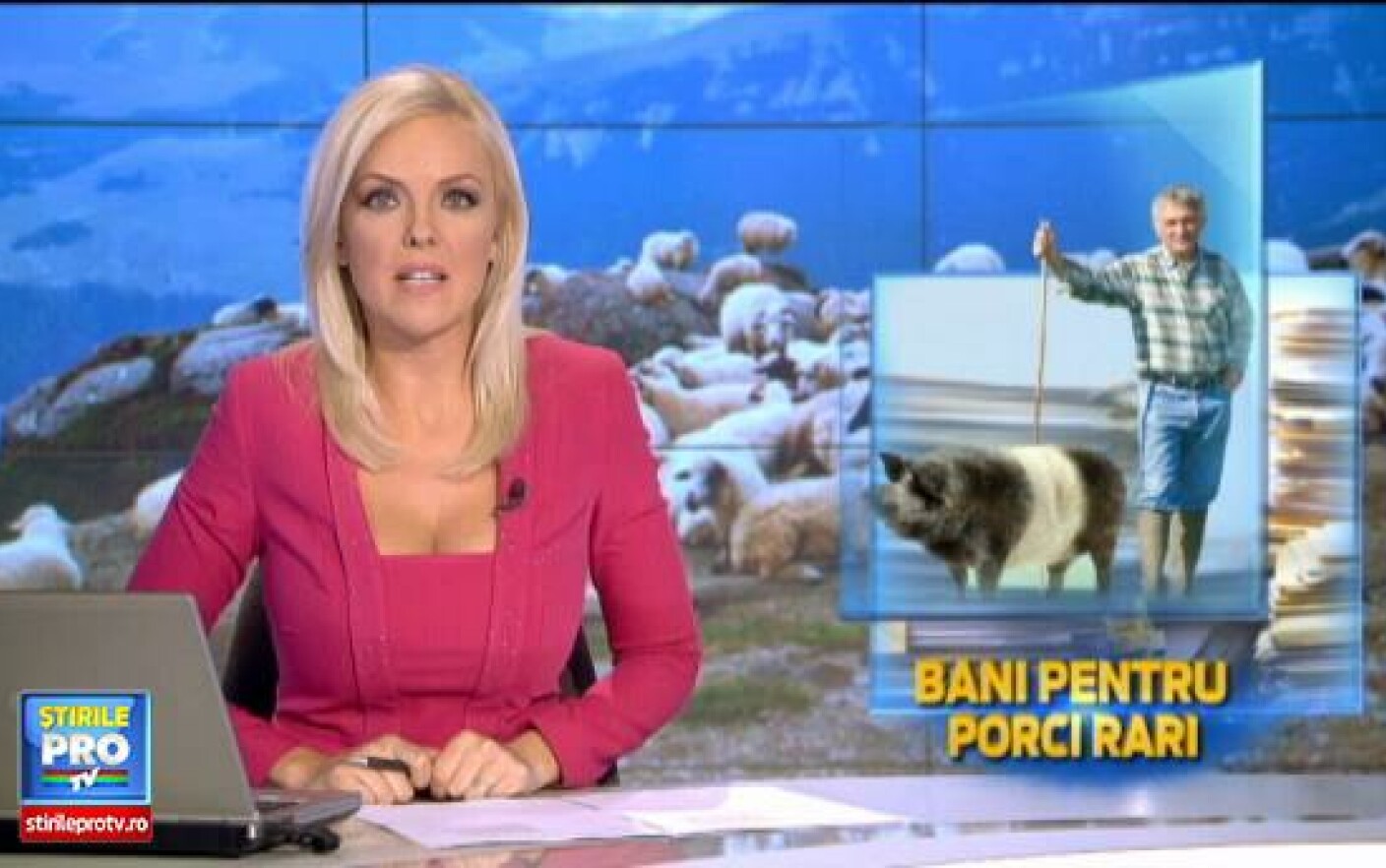 Video - Bani pentru rasele romanesti. Fermierii care au in curte oi ...