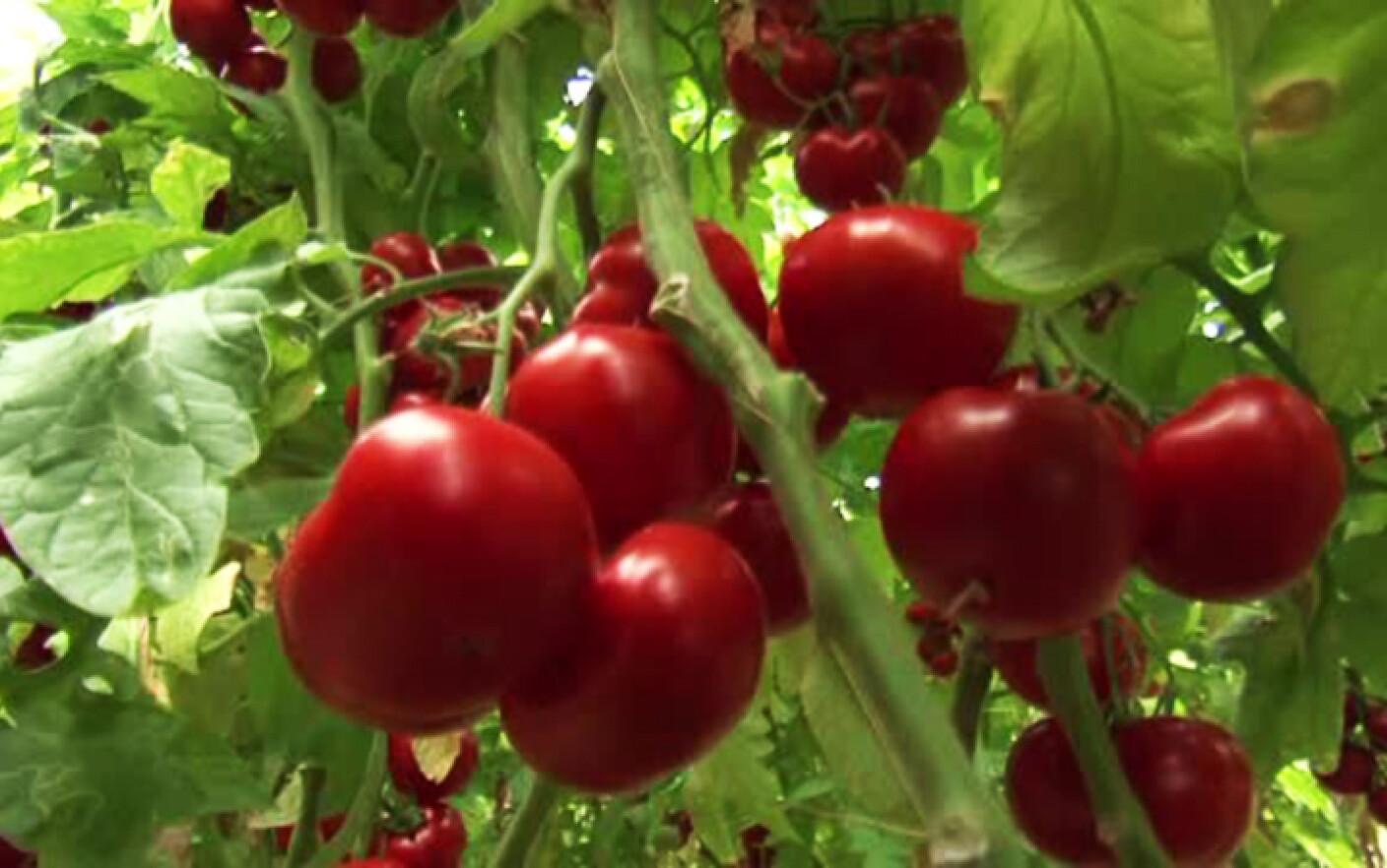 Rosiile romanesti au din nou gust, dar si un pret pe masura. Ce risca ...