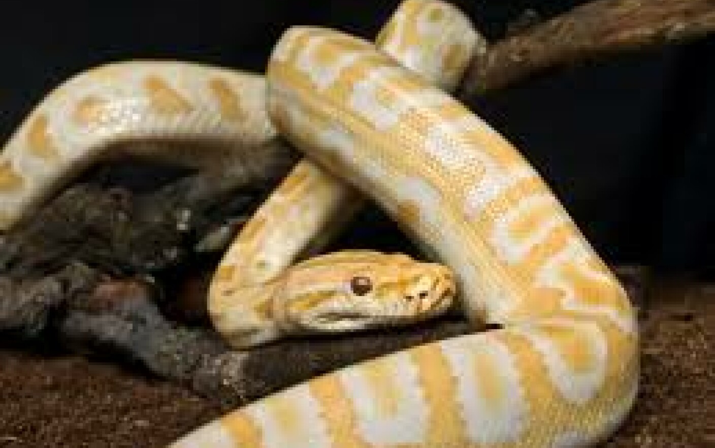 Prietenia neobisnuita dintre o fetita de 2 ani si un piton de aproape 5 ...