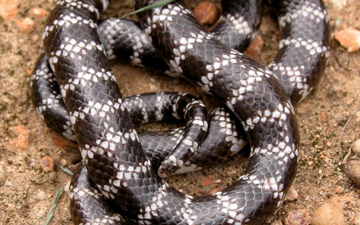 Șerpi extrem de veninoși, descoperiți din greșeală. Ce spun ...