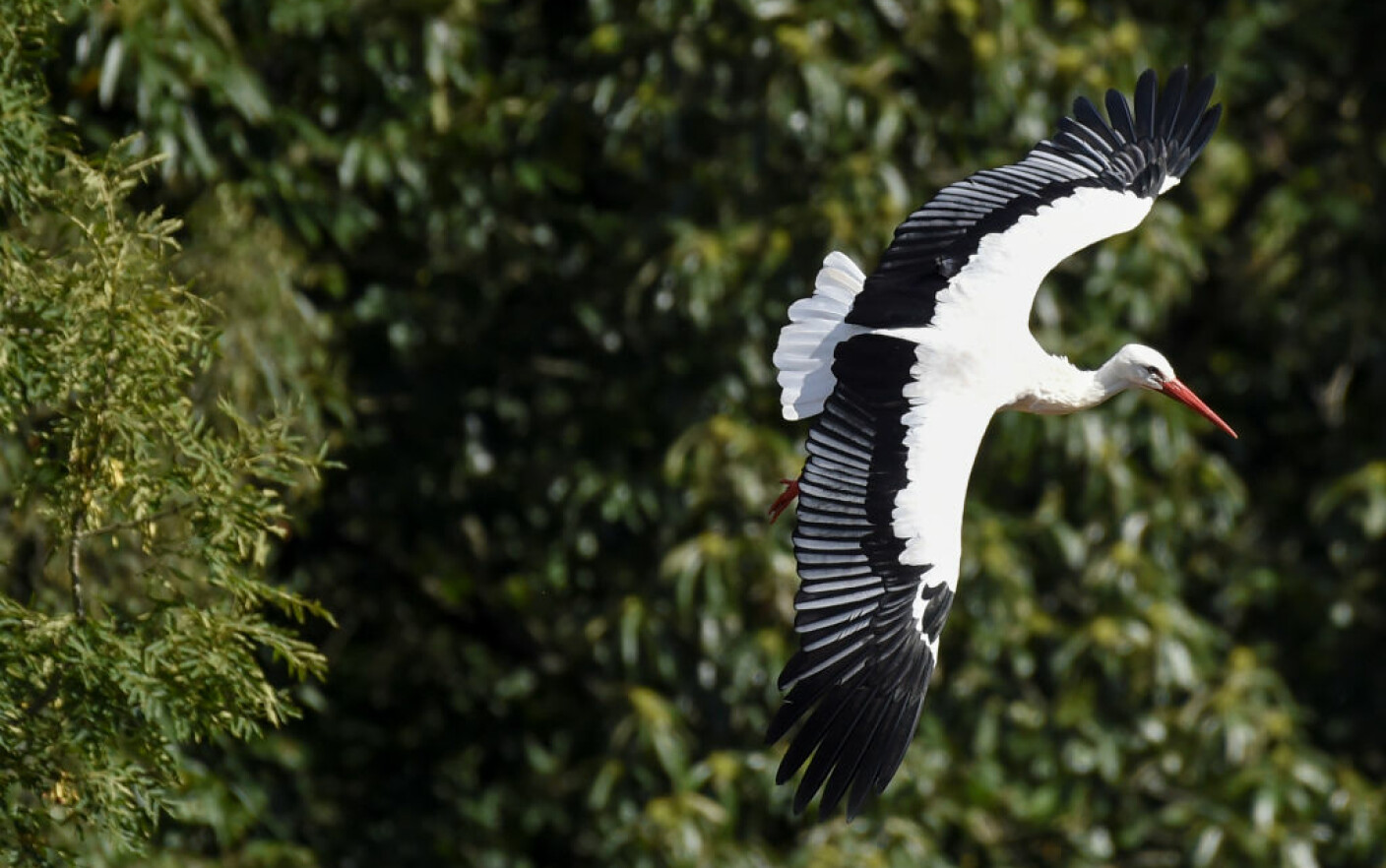 Imagini sfâșietoare cu o pasăre care-și hrănește puiul cu un chiștoc de ...