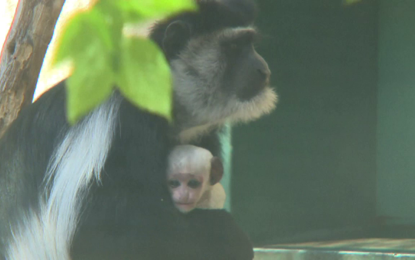 Un pui de maimuţă Colobus, prezentat la un zoo din Ungaria ...