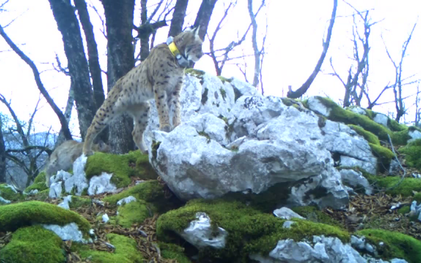 Cum arată Mala, primul pui de râs descendent al unui exemplar din ...