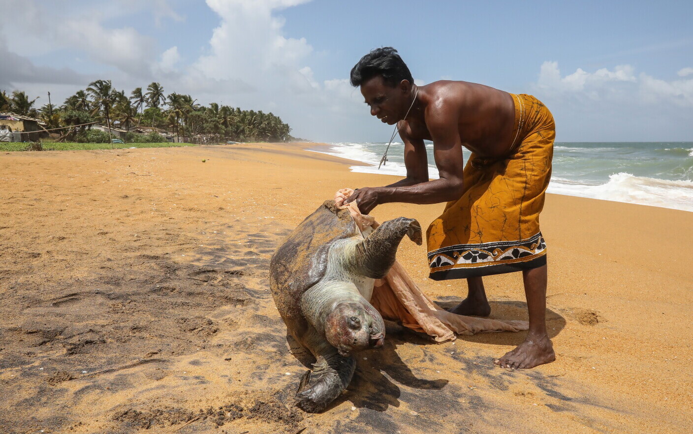 Dezastru marin în Sri Lanka. Peste 170 de țestoase moarte au ajuns pe o ...
