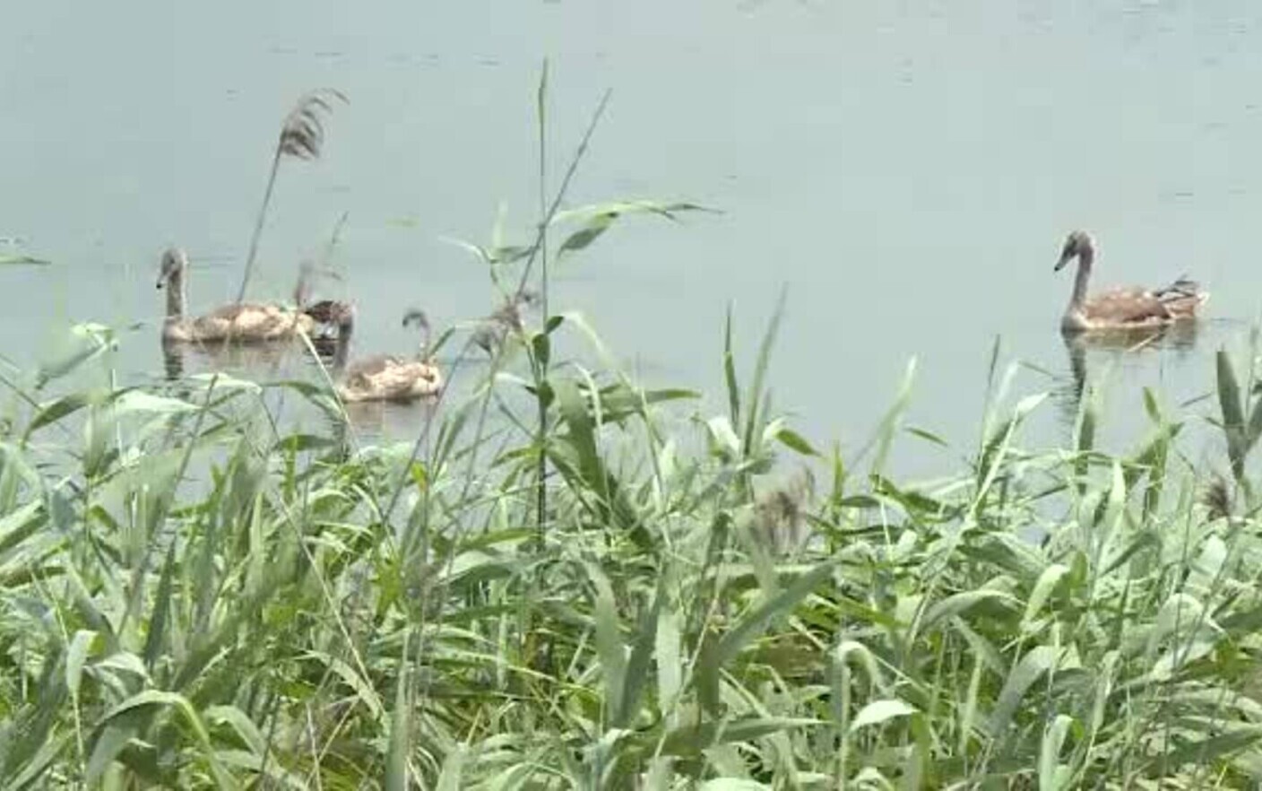 Ariile sălbatice din București. Unde poți vedea specii rare de păsări ...