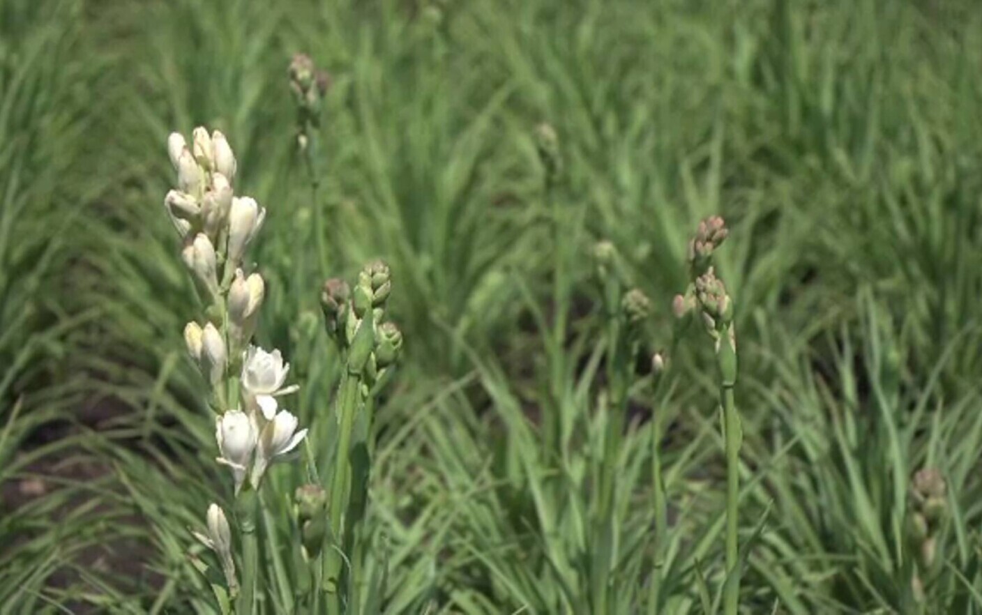 Prima floare din România protejată la nivel european: Cum s-a ajuns ...