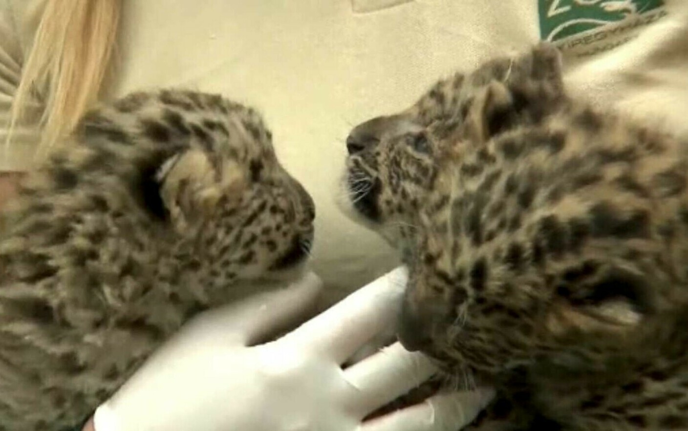 Trei pui de leopard, vedetele unei grădini zoologice din Ungaria. Cine ...