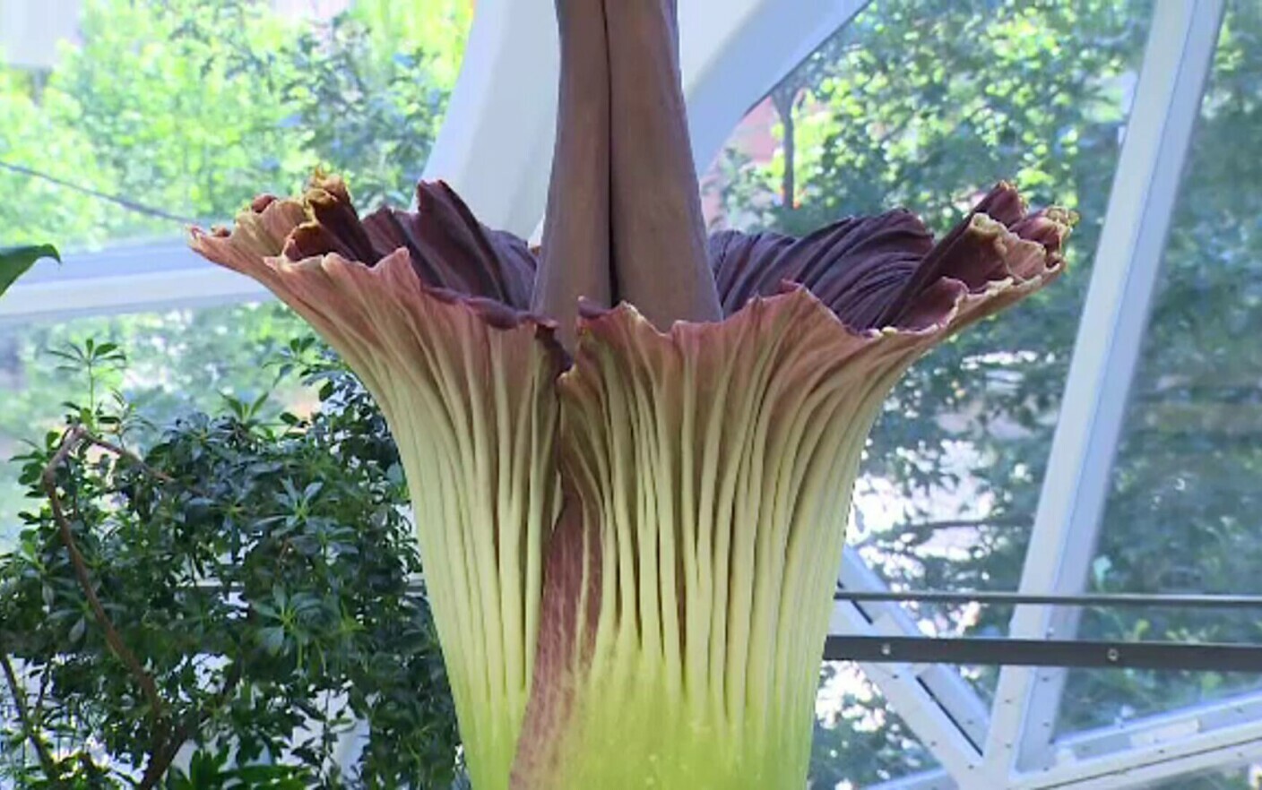 „Floarea-cadavru” a înflorit la sediul Amazon din Seattle. Se întâmplă ...