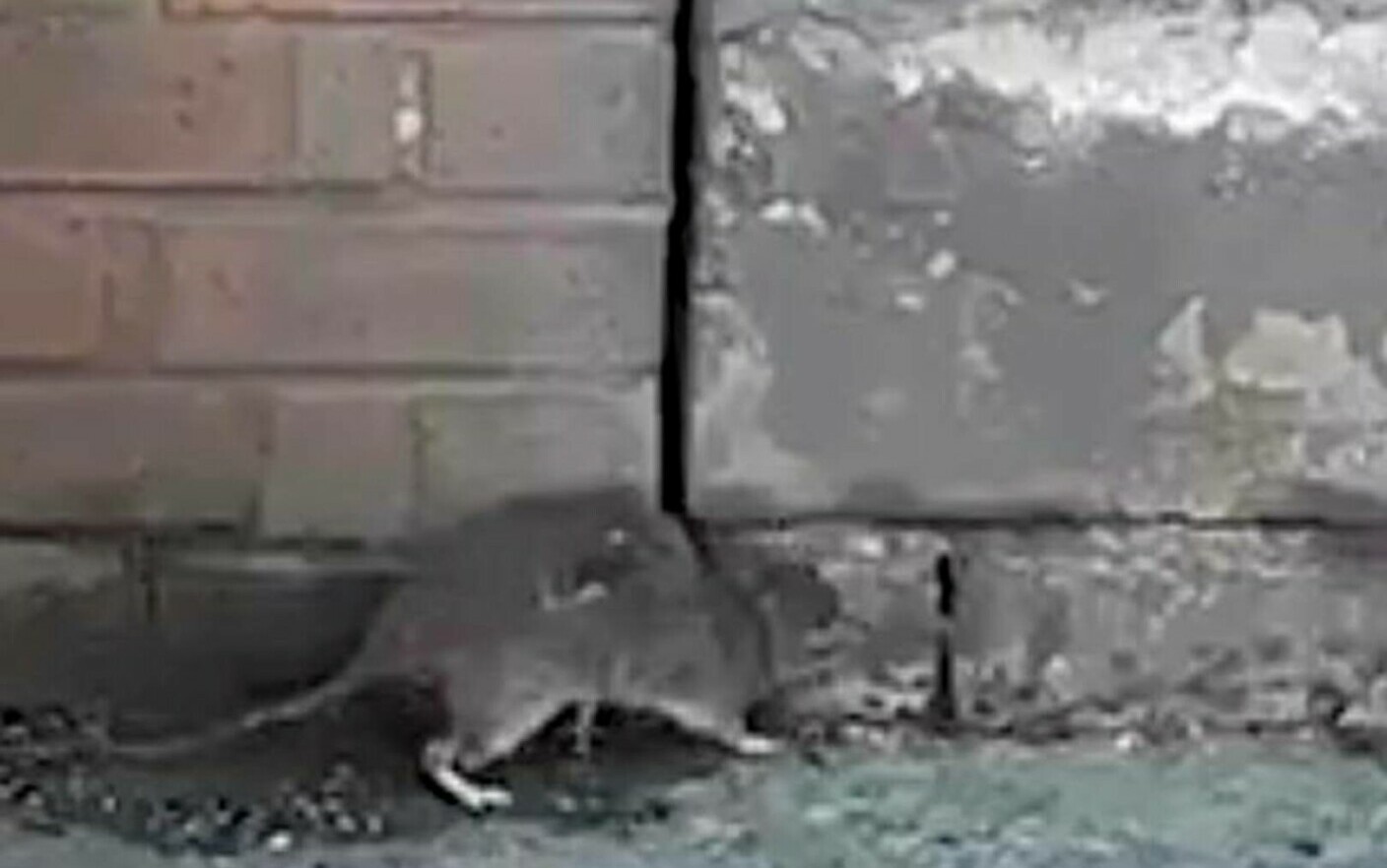 Șobolan ”de mărimea unei pisici”, filmat de mai mulți lucrători de la ...