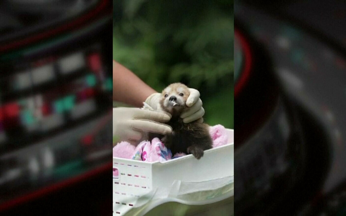 Un pui de panda roșu, atracția principală a unei grădini zoologice din ...