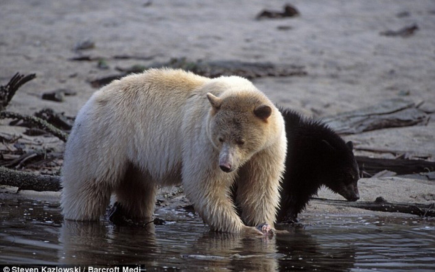 Un urs polar? Mai uita-te o data! - Stirileprotv.ro